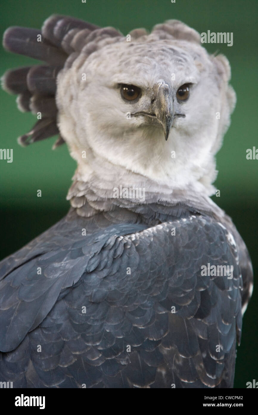 Harpy eagle immagini e fotografie stock ad alta risoluzione - Alamy