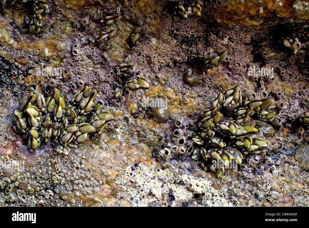 Cirripedi d'oca commestibili immagini e fotografie stock ad alta ...