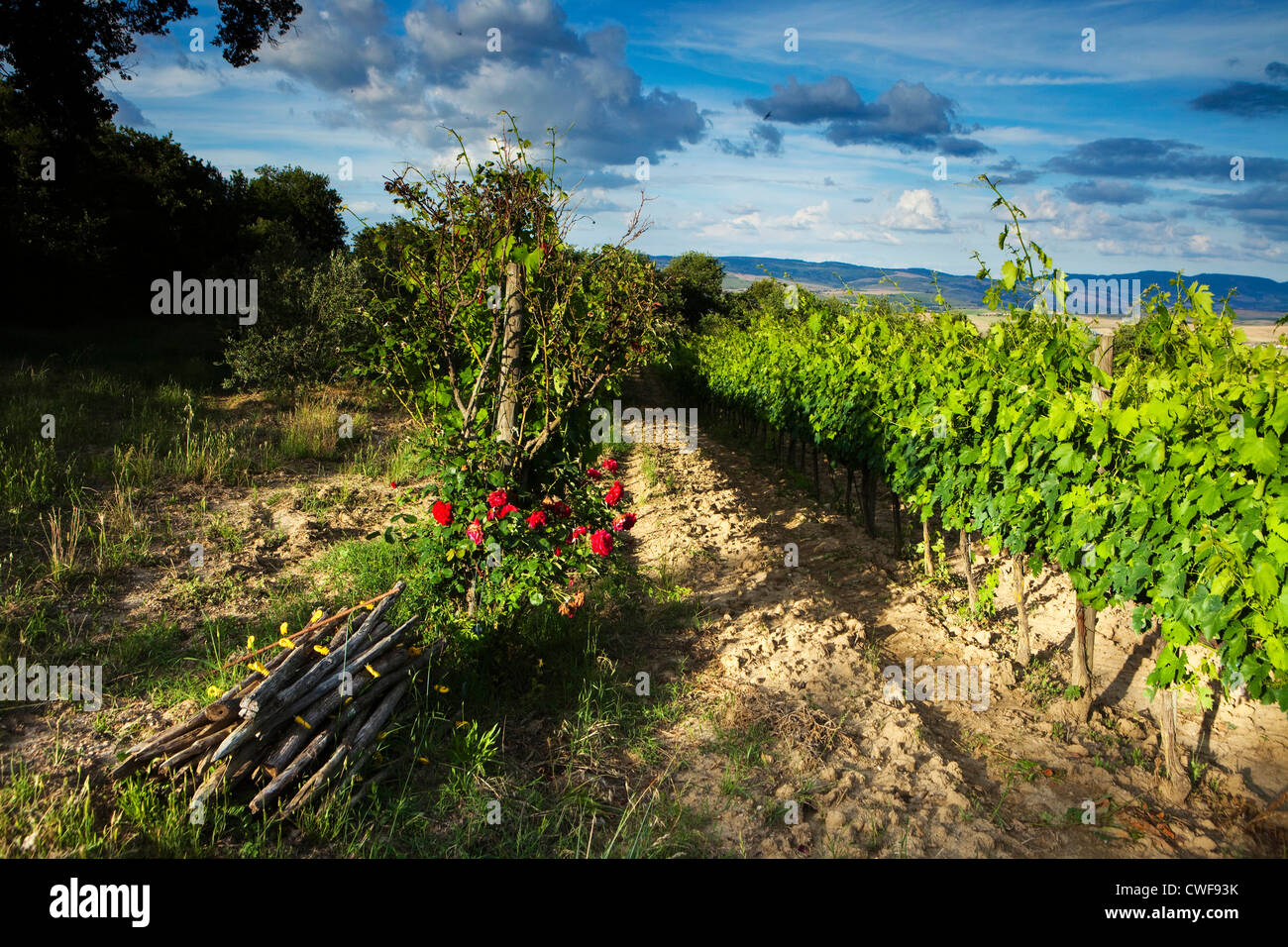Vigneto in toscana immagini e fotografie stock ad alta risoluzione - Alamy