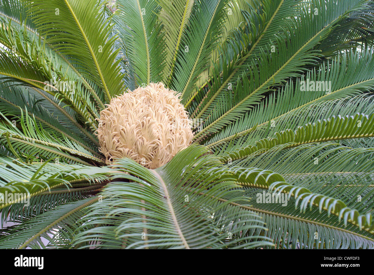 Cycas revoluta palm immagini e fotografie stock ad alta risoluzione - Alamy