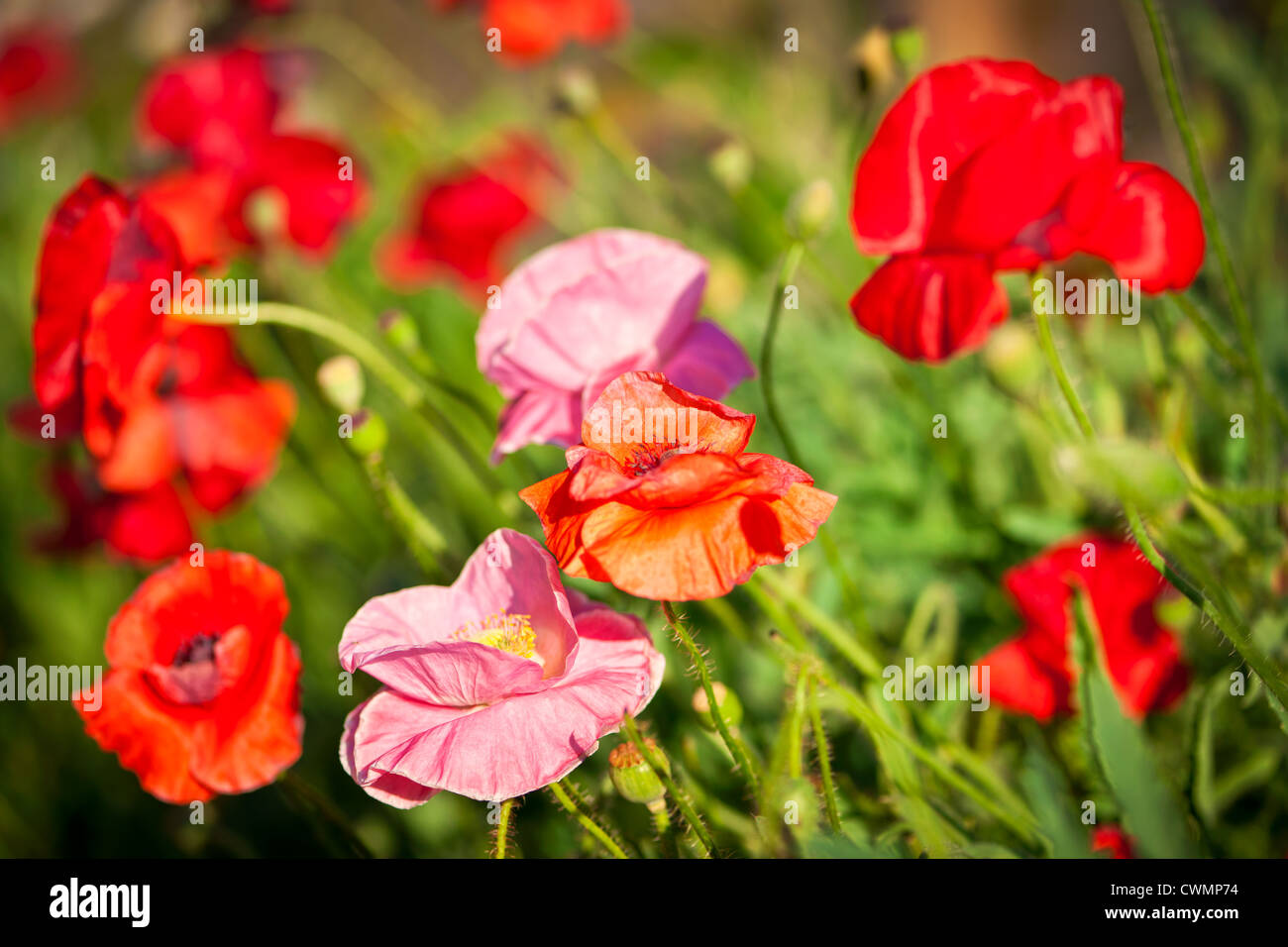 Piante da giardino papaveri piante da fiori immagini e fotografie stock ...