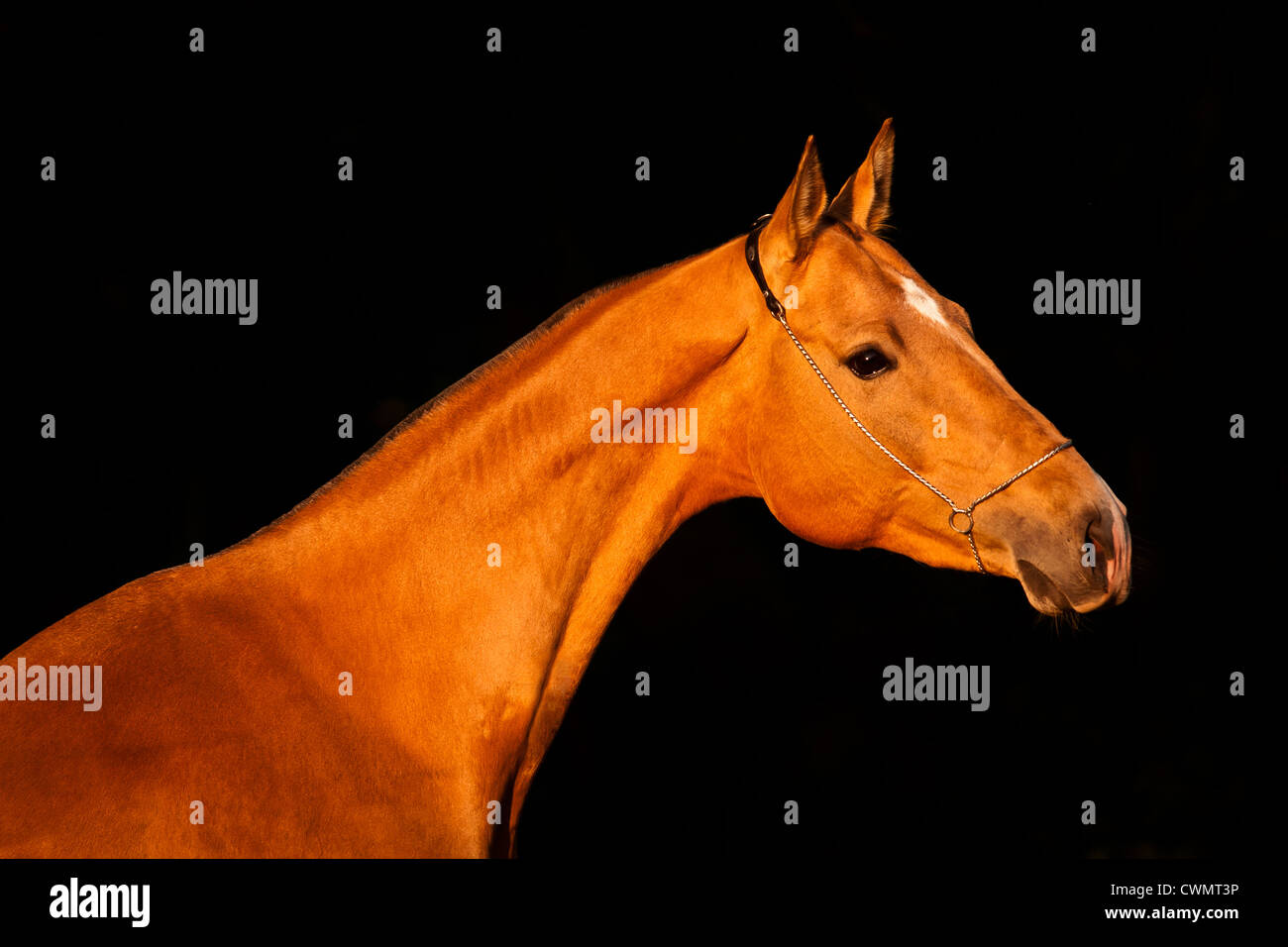 Akhal teke stallion immagini e fotografie stock ad alta risoluzione - Alamy