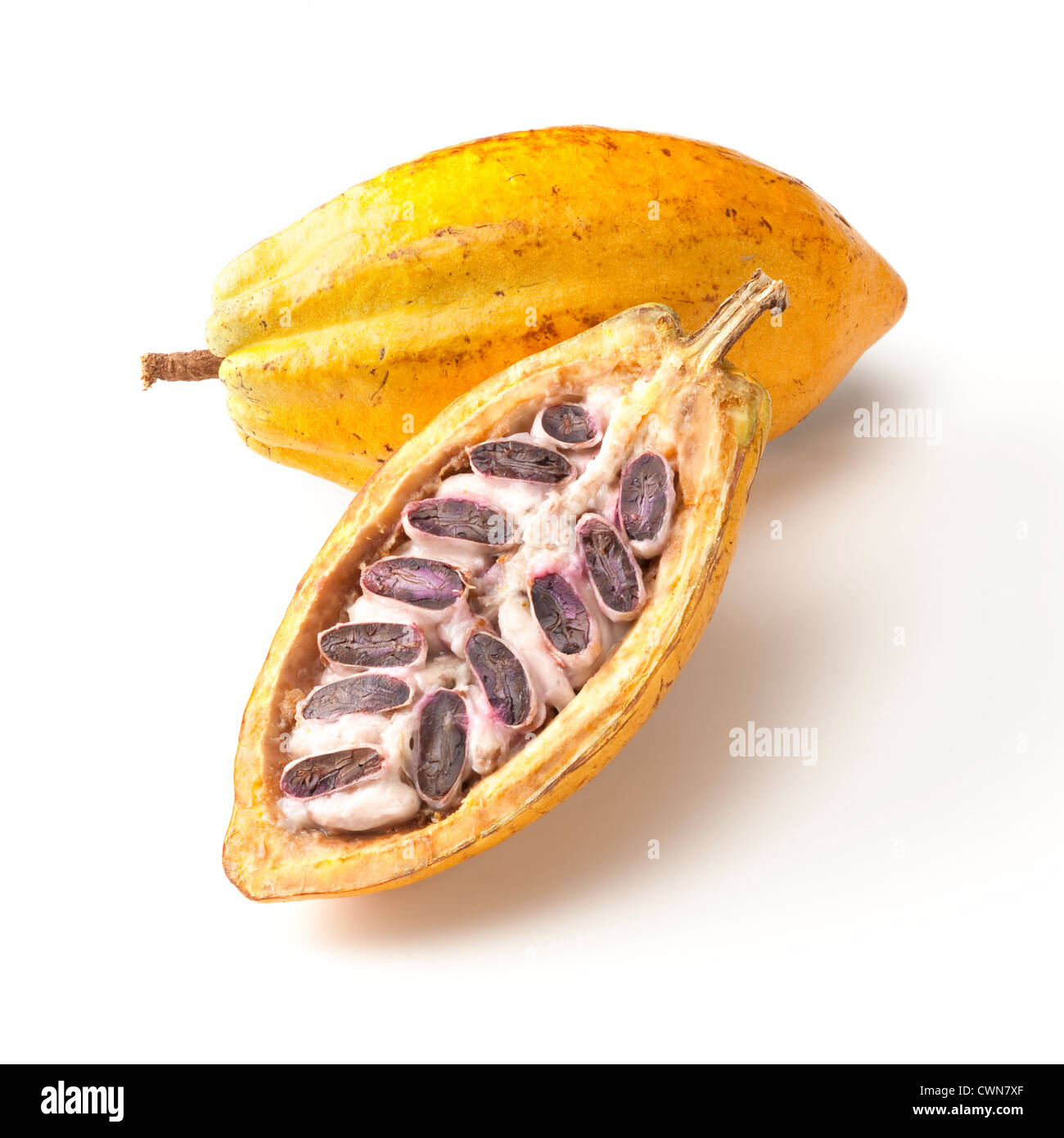 Theobroma cacao alla frutta del cacao immagini e fotografie stock ad ...
