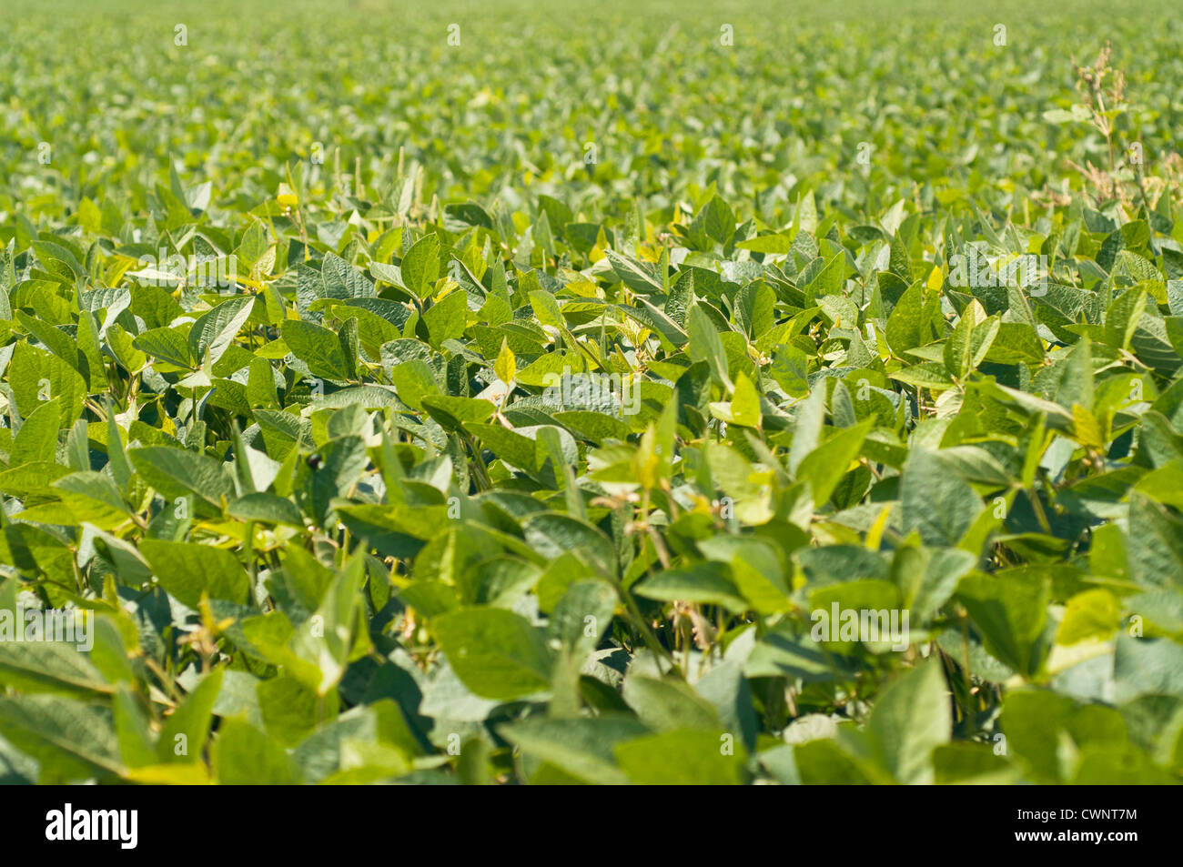 Pianta di soia immagini e fotografie stock ad alta risoluzione - Alamy