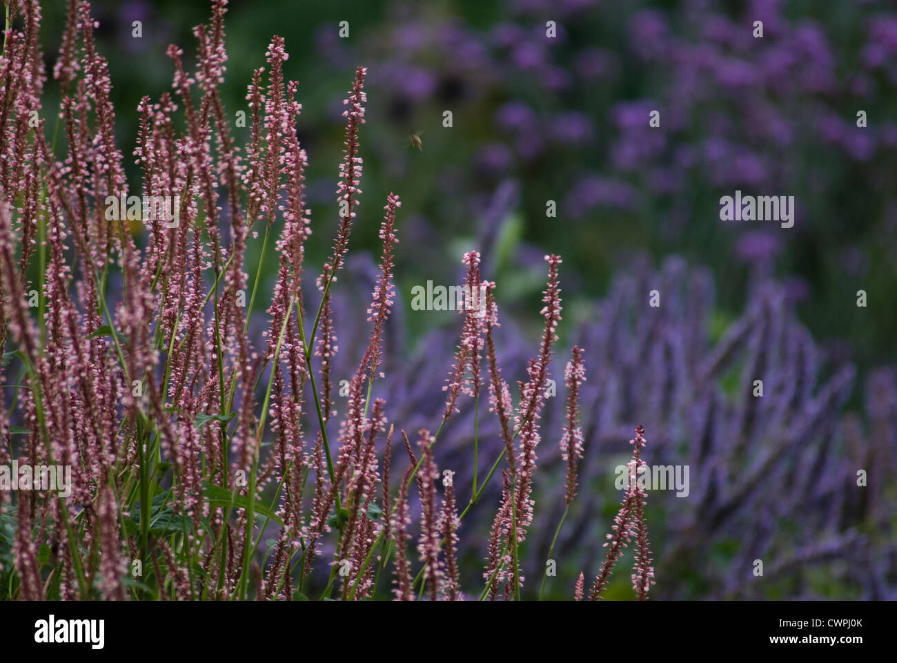 Persicaria amplexicaulis rosea immagini e fotografie stock ad alta ...