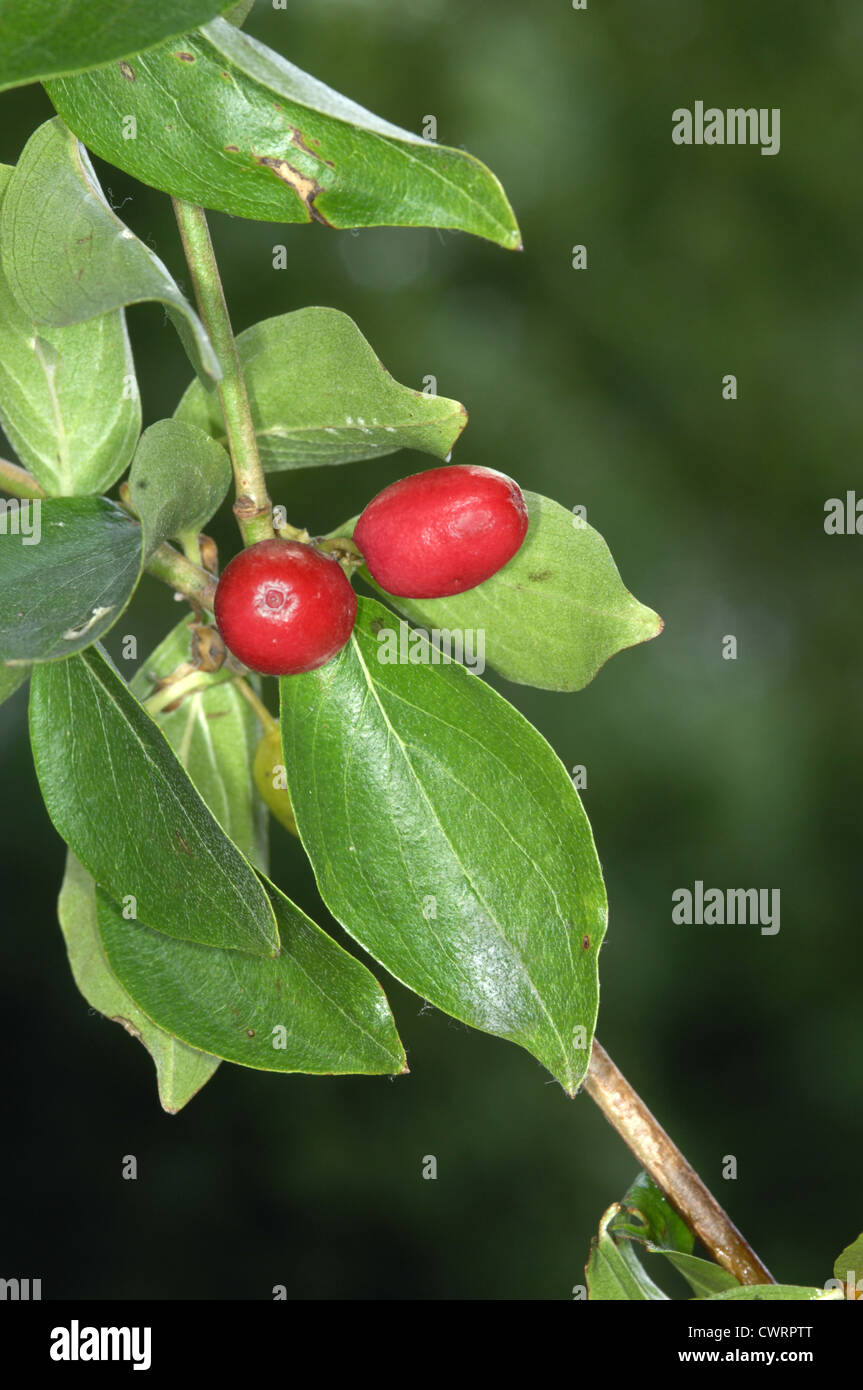 Cornus mas fruit close immagini e fotografie stock ad alta risoluzione ...