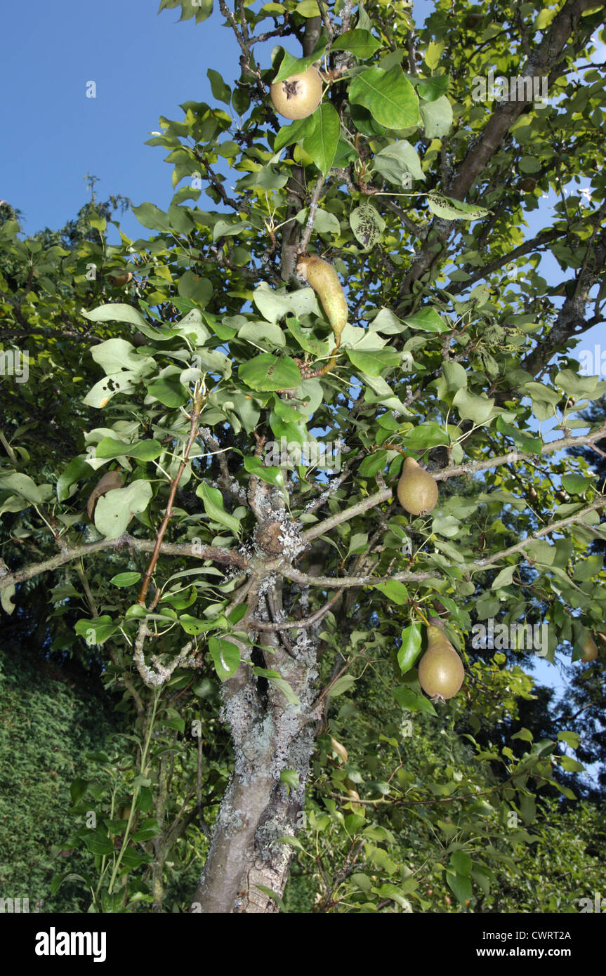 Albero di pera pyrus communis immagini e fotografie stock ad alta ...