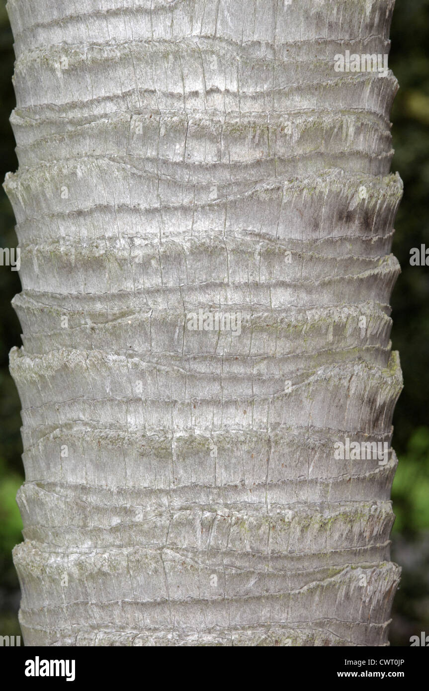Palma trachycarpus fortunei chusan immagini e fotografie stock ad alta ...