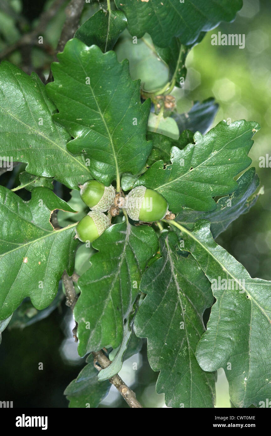Quercus canariensis immagini e fotografie stock ad alta risoluzione - Alamy