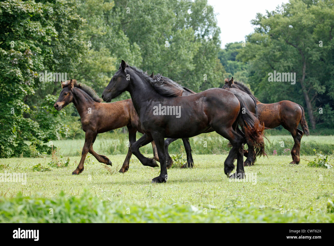 Cavalli frisoni immagini e fotografie stock ad alta risoluzione - Alamy