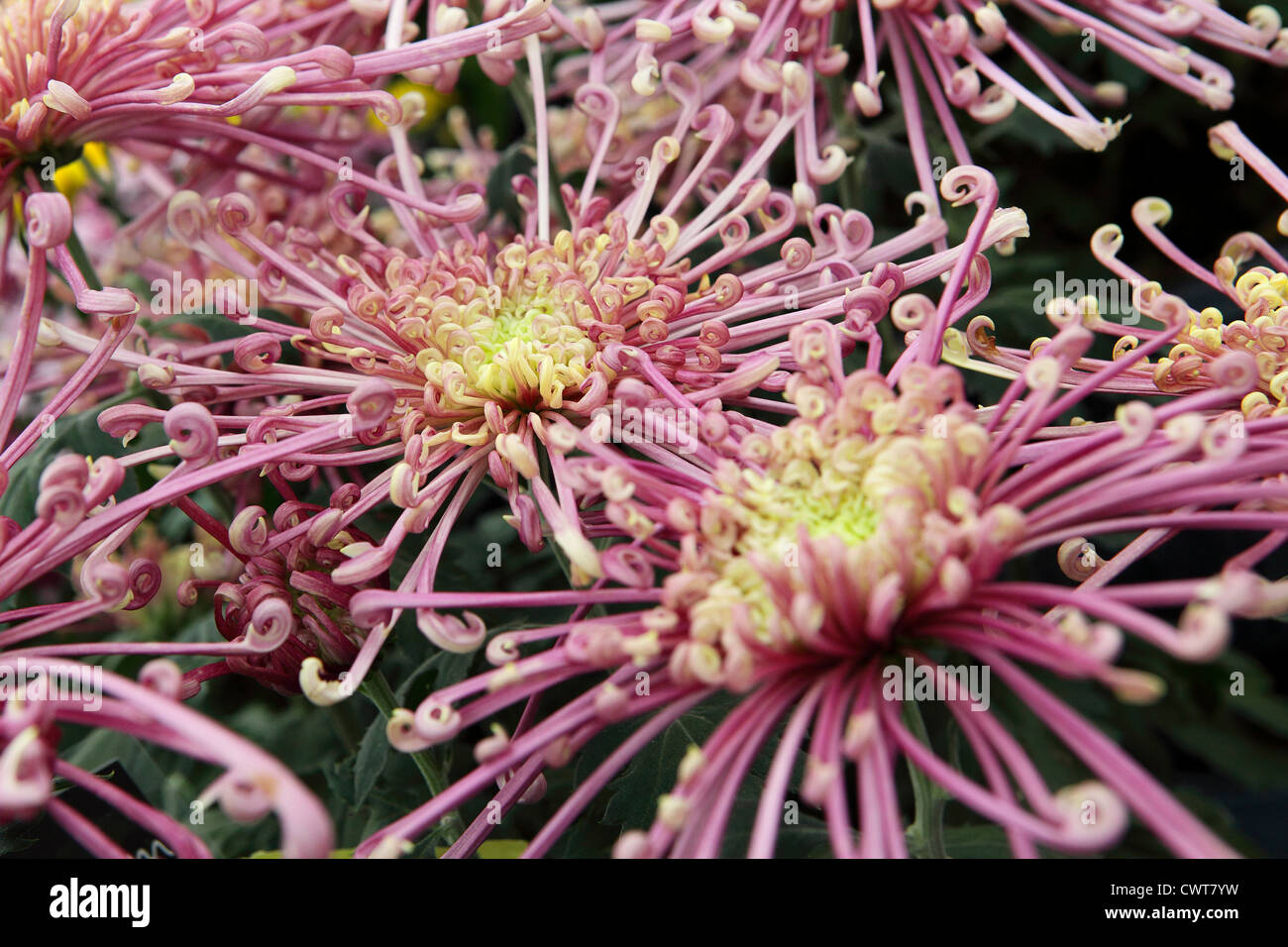 Spider chrysanthemum yellow flower immagini e fotografie stock ad alta ...