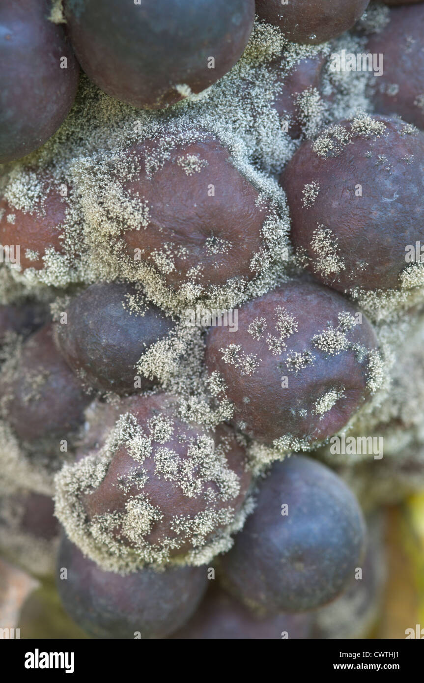 Botrytis cinerea botrytis cinerea immagini e fotografie stock ad alta ...