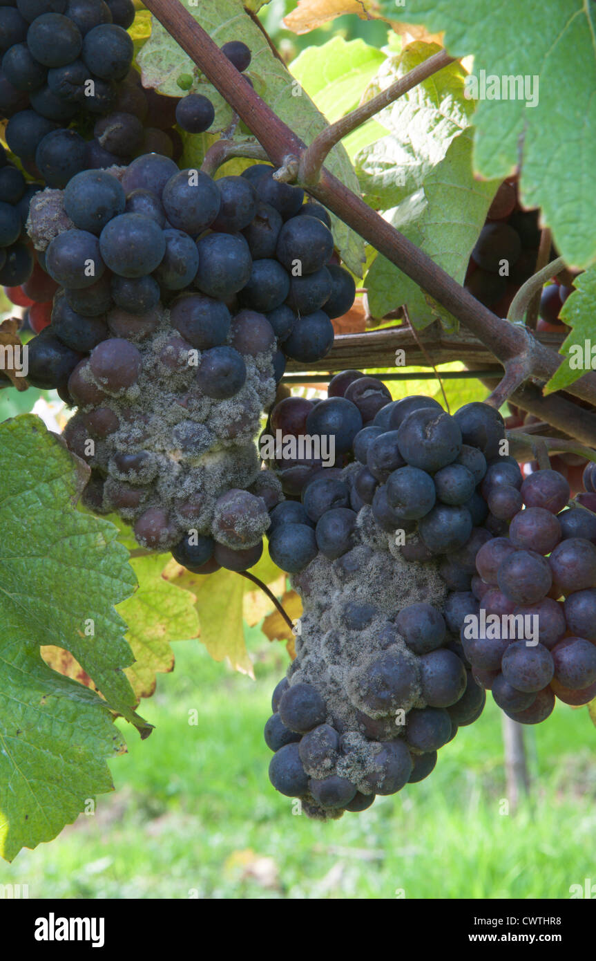 Botrytis cinerea vine immagini e fotografie stock ad alta risoluzione ...