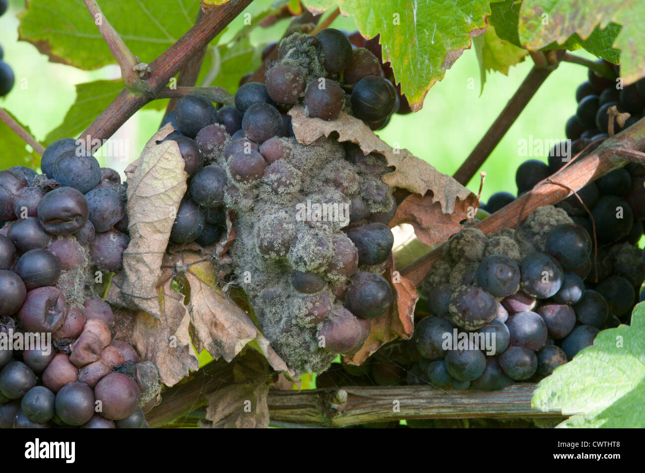 Botrytis cinerea botrytis cinerea immagini e fotografie stock ad alta ...