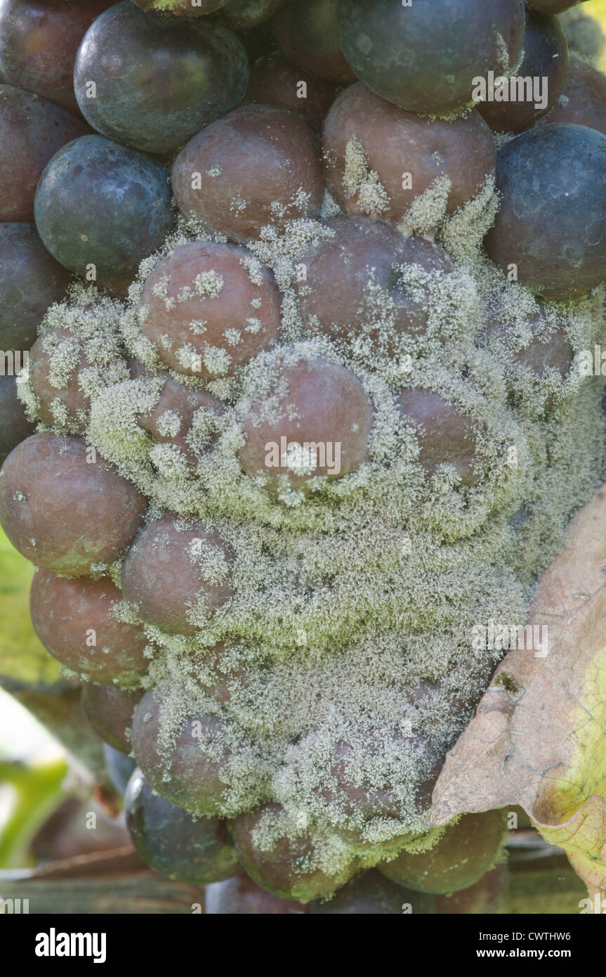 Botrytis Cinerea Botrytis Cinerea Immagini e Fotos Stock - Alamy