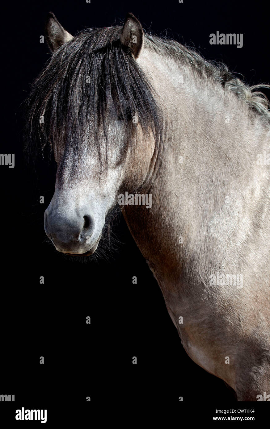 Razze di cavalli in bianco e nero immagini e fotografie stock ad alta ...