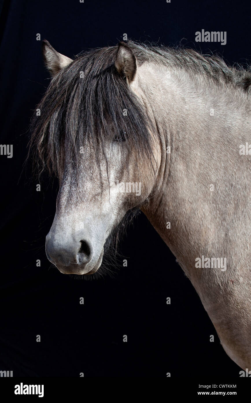 Razze di pony immagini e fotografie stock ad alta risoluzione - Alamy