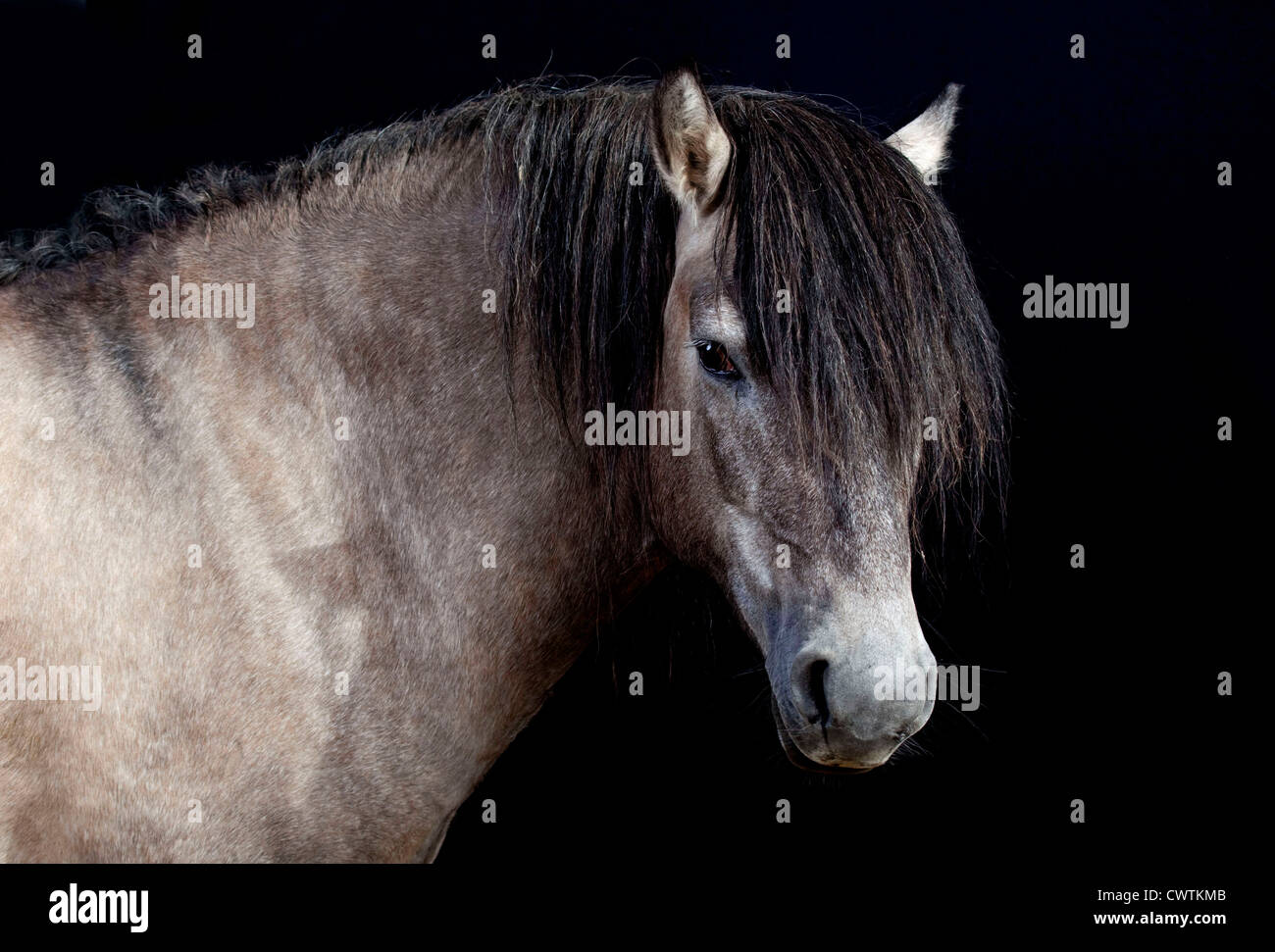 Razze di cavalli in bianco e nero immagini e fotografie stock ad alta ...