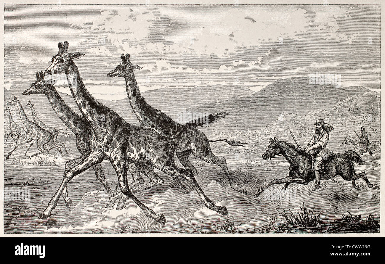 Panettiere esploratore africano immagini e fotografie stock ad alta ...
