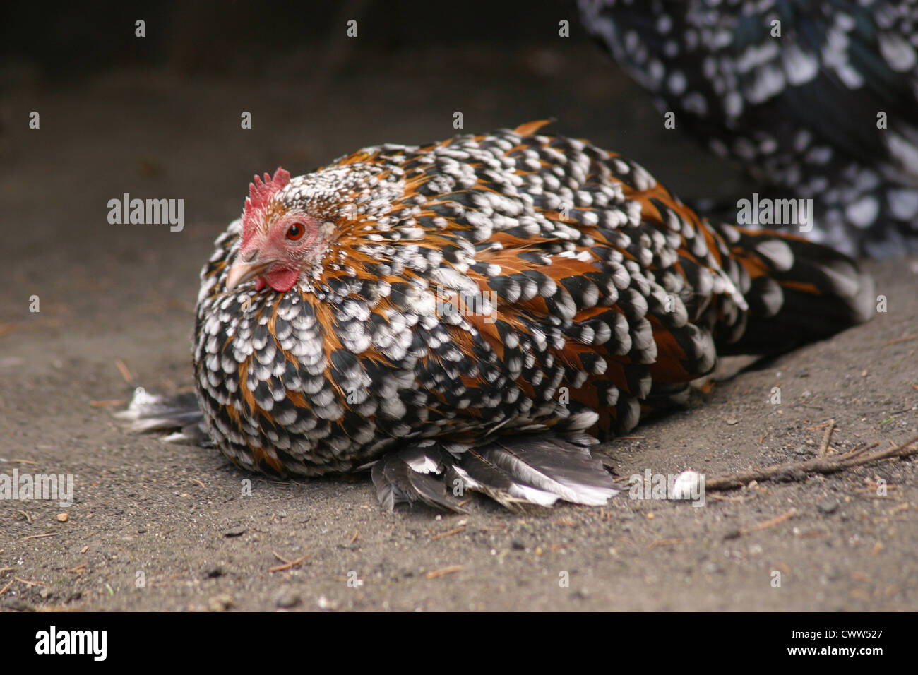 Bantam breed immagini e fotografie stock ad alta risoluzione - Alamy