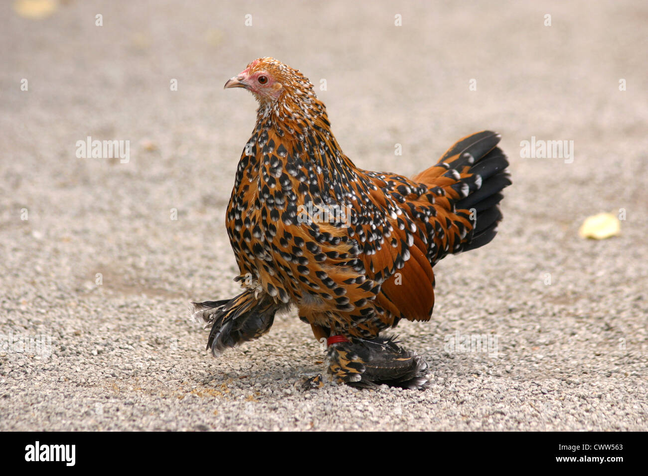 Bantam breed immagini e fotografie stock ad alta risoluzione - Alamy