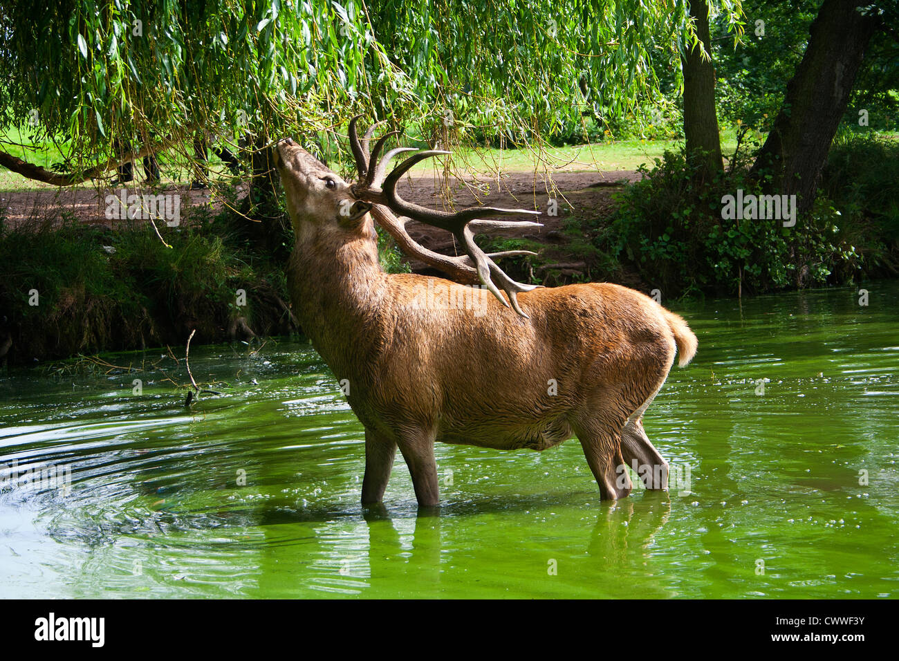 Alimentazione del lago immagini e fotografie stock ad alta risoluzione ...