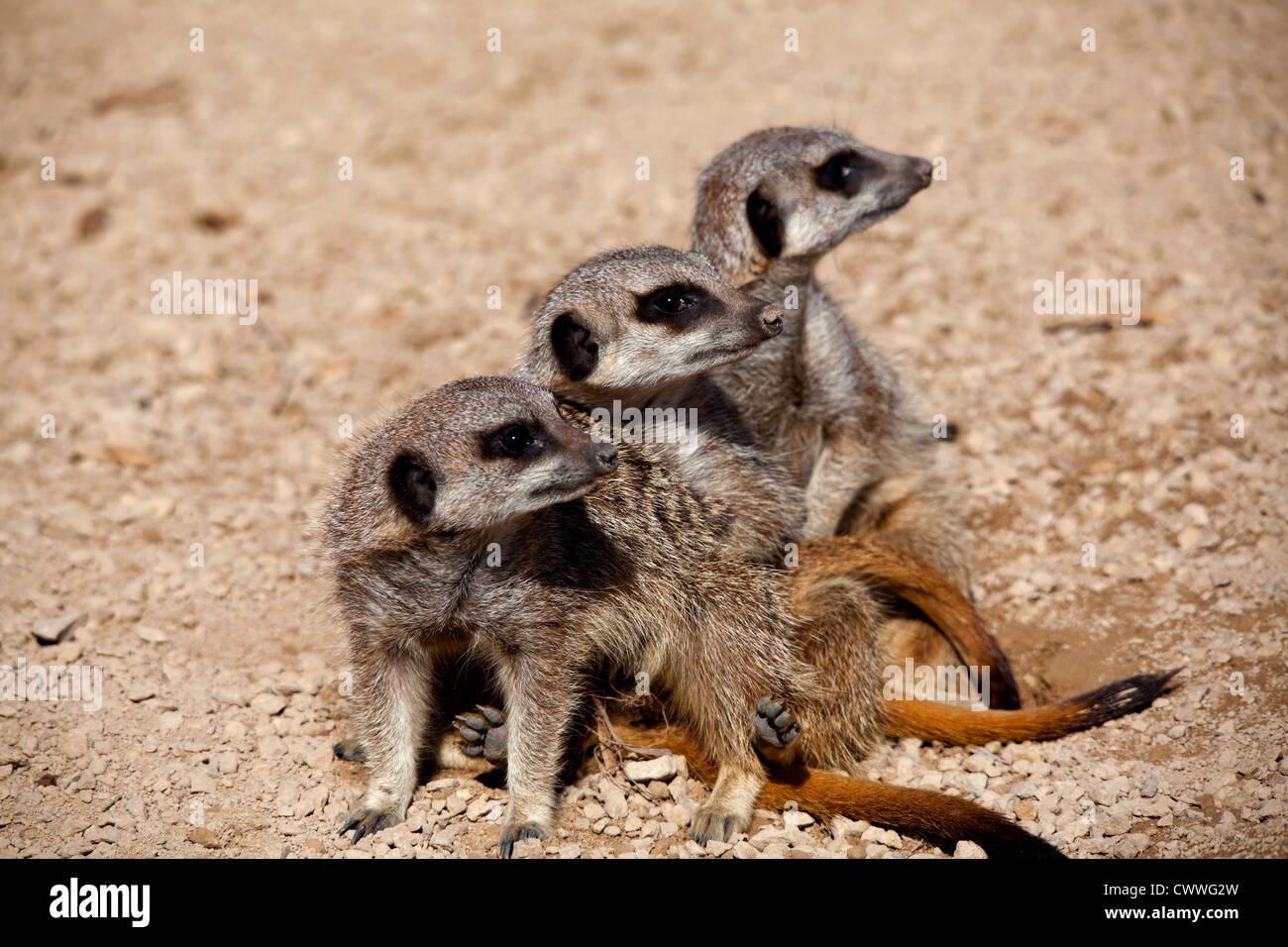 3 suricati immagini e fotografie stock ad alta risoluzione - Alamy
