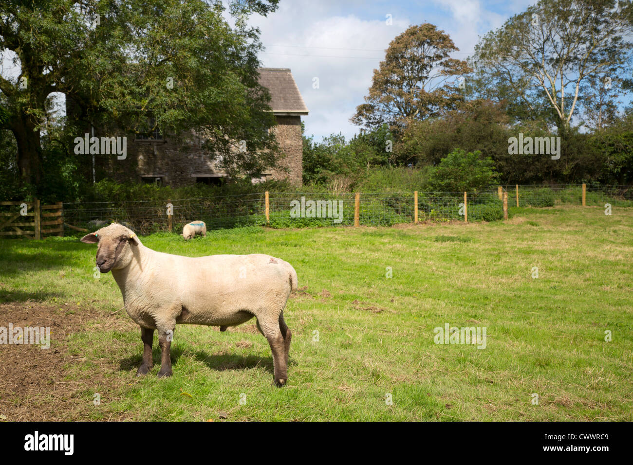 Bestiame di montone animale di pecora immagini e fotografie stock ad ...
