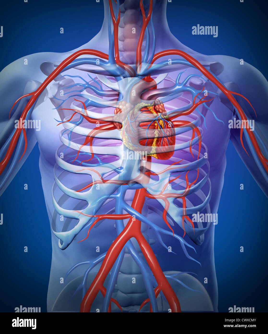 Diagramma Anatomia Cuore Interno