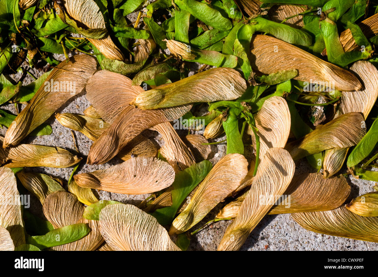 Frutto di un albero di acero immagini e fotografie stock ad alta ...