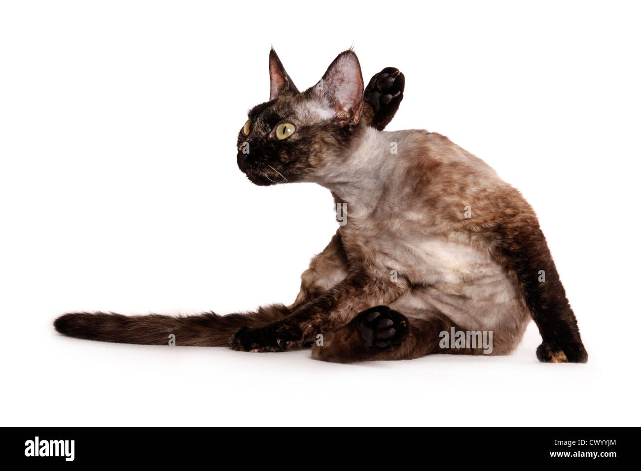 Gatto devon rex immagini e fotografie stock ad alta risoluzione - Alamy