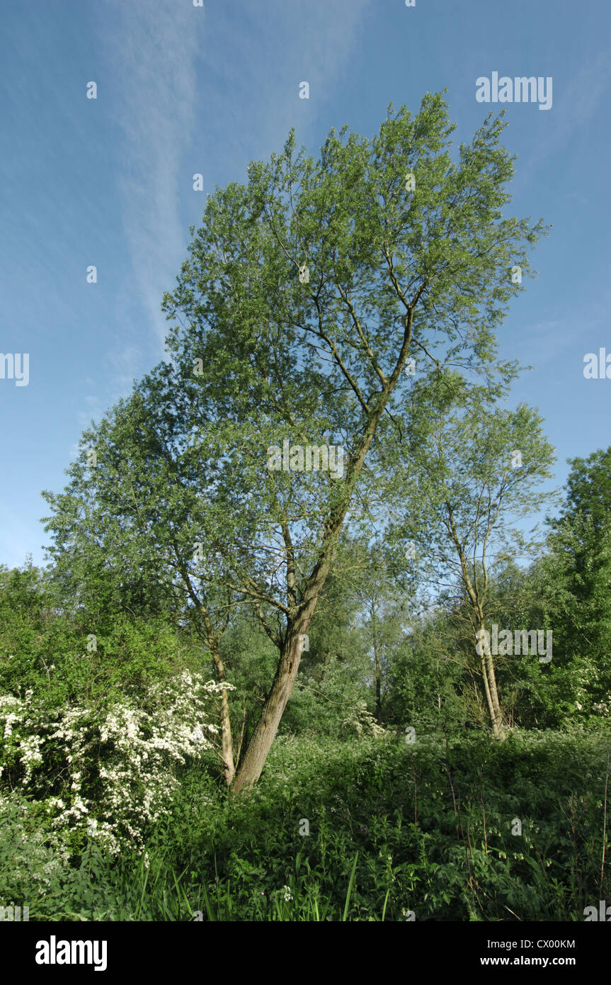 Salice bianco salix alba immagini e fotografie stock ad alta ...