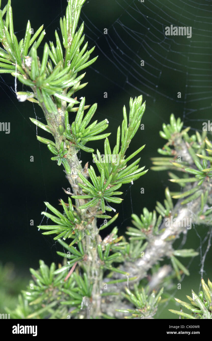 Cedrus brevifolia cyprus cedar tree immagini e fotografie stock ad alta ...