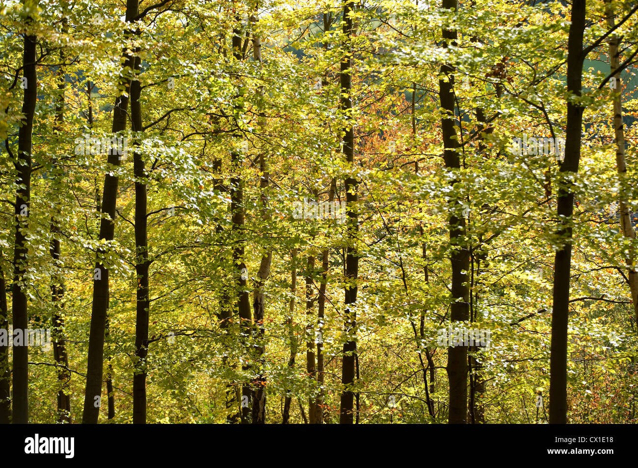 Alberi di faggio immagini e fotografie stock ad alta risoluzione - Alamy