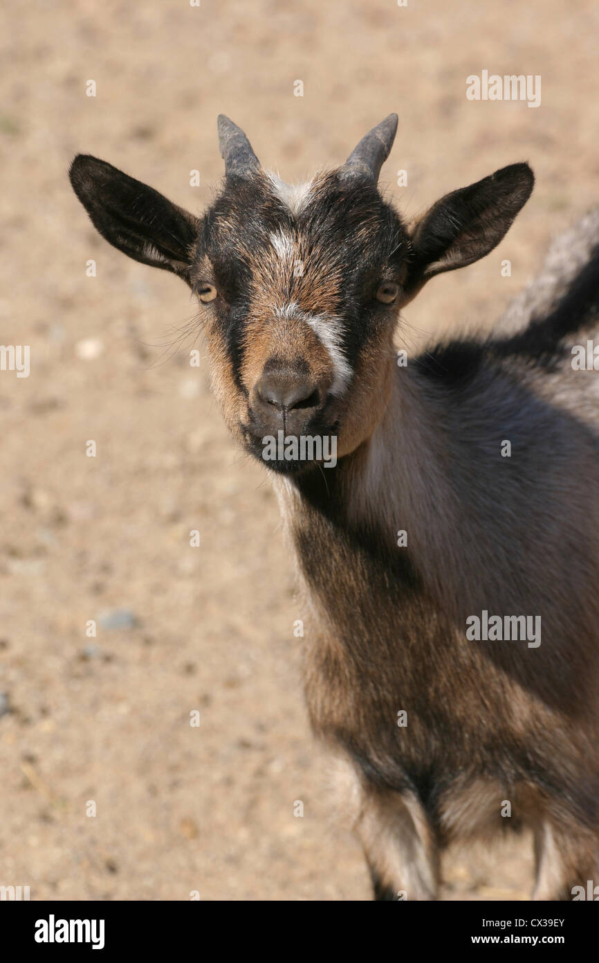 Testa di capra immagini e fotografie stock ad alta risoluzione - Alamy