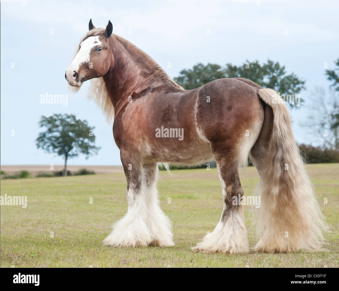 Gypsy vanner horse stallion immagini e fotografie stock ad alta ...