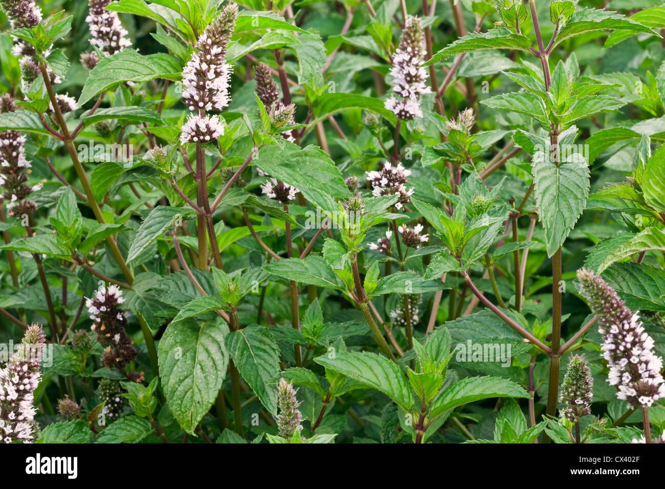 Menta piperita mentha piperita immagini e fotografie stock ad alta ...