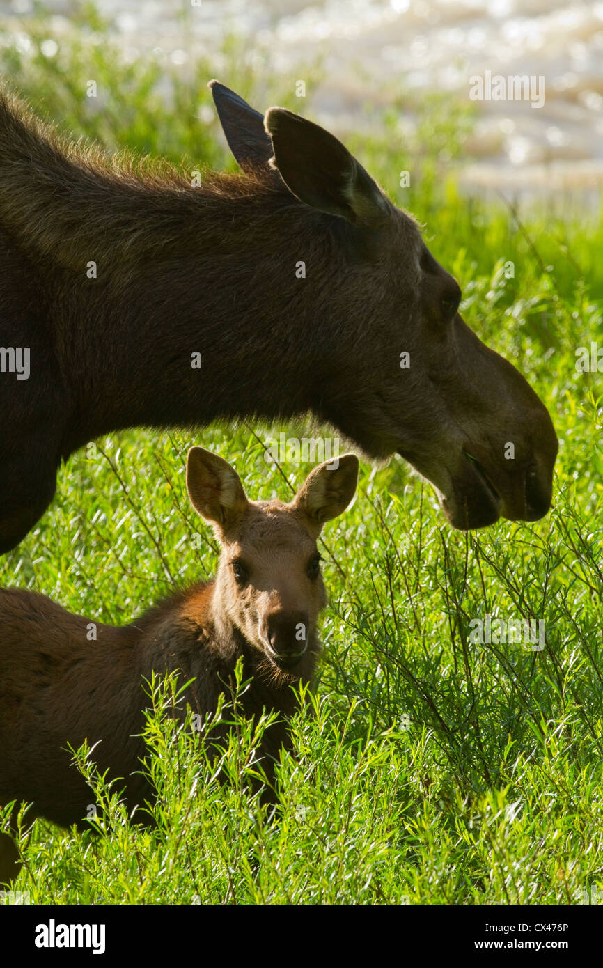 Fauna selvatica animali immagini e fotografie stock ad alta risoluzione ...