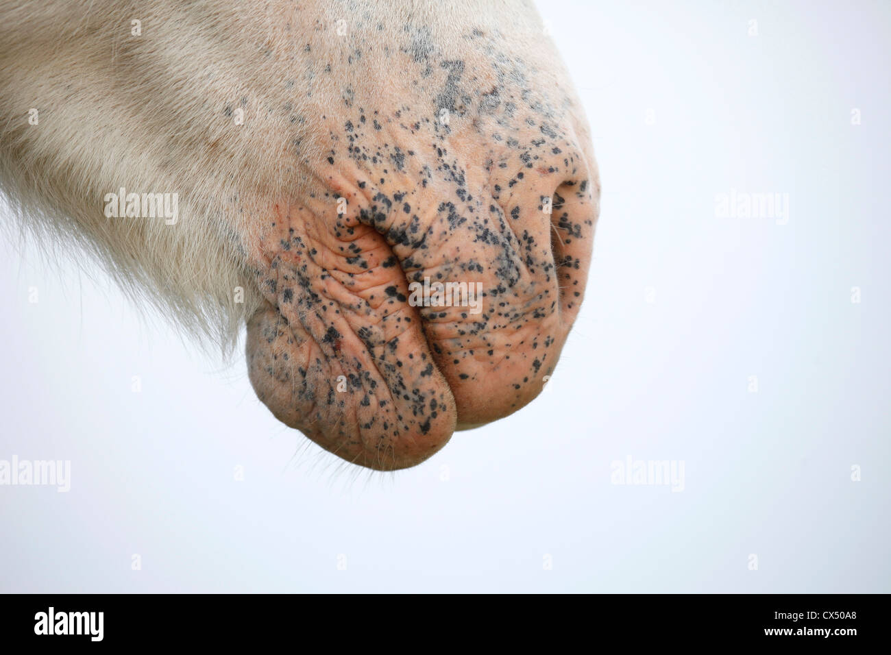 Cavallo bianco con macchie immagini e fotografie stock ad alta ...