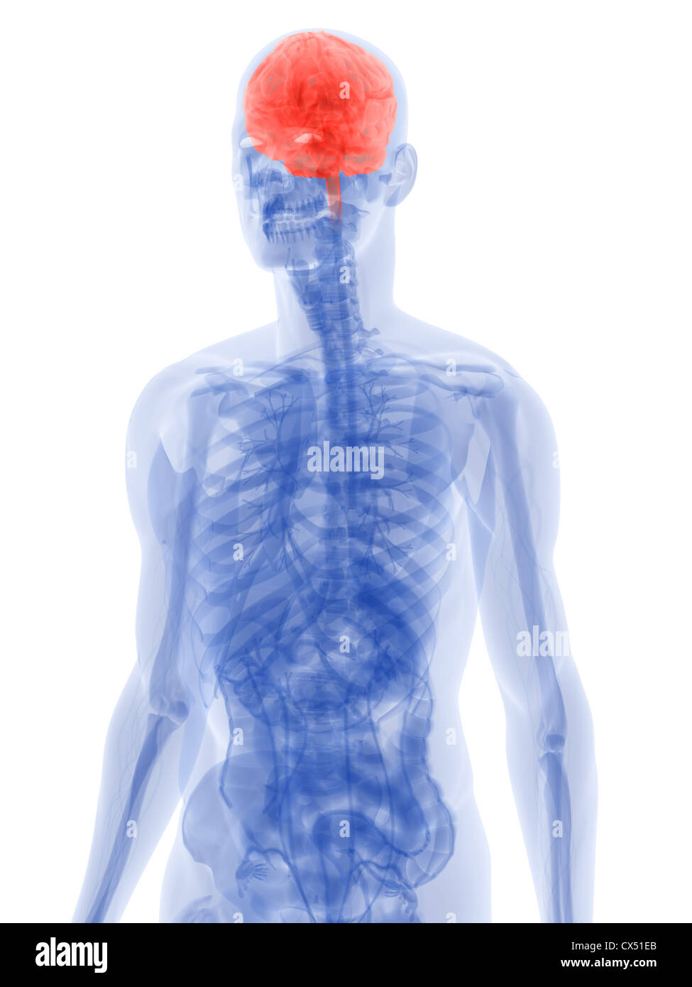 Forma del cervello immagini e fotografie stock ad alta risoluzione - Alamy