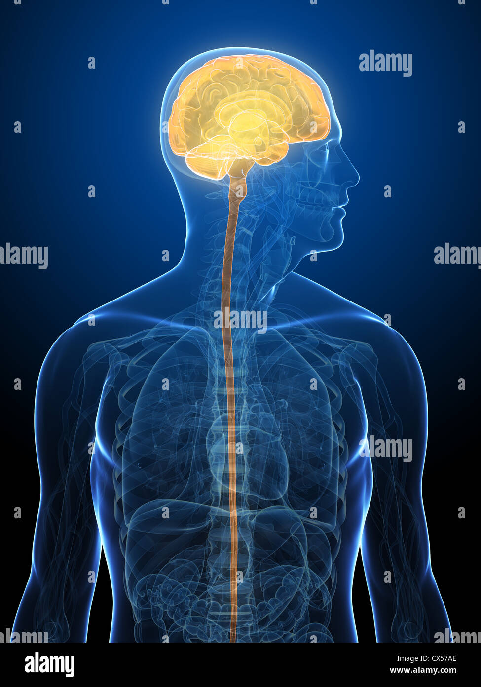 Forma del cervello immagini e fotografie stock ad alta risoluzione - Alamy