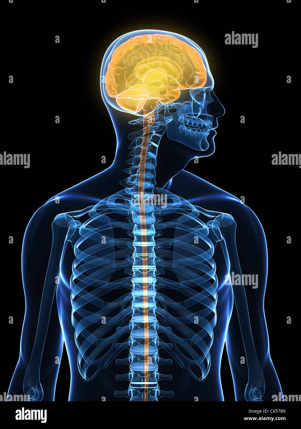 Forma del cervello immagini e fotografie stock ad alta risoluzione - Alamy