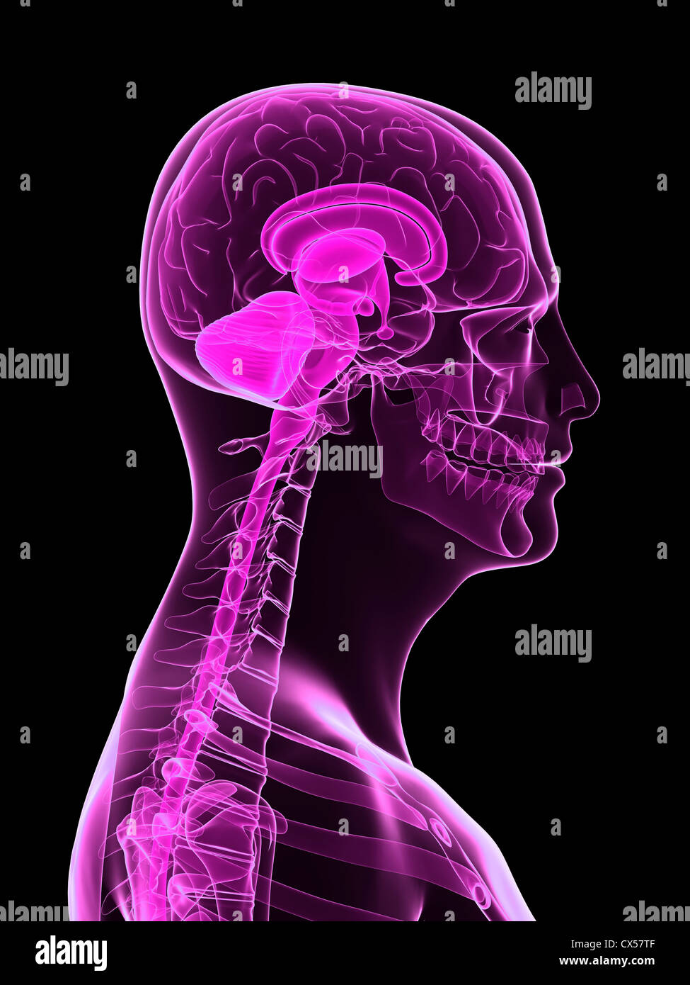 Forma del cervello immagini e fotografie stock ad alta risoluzione - Alamy