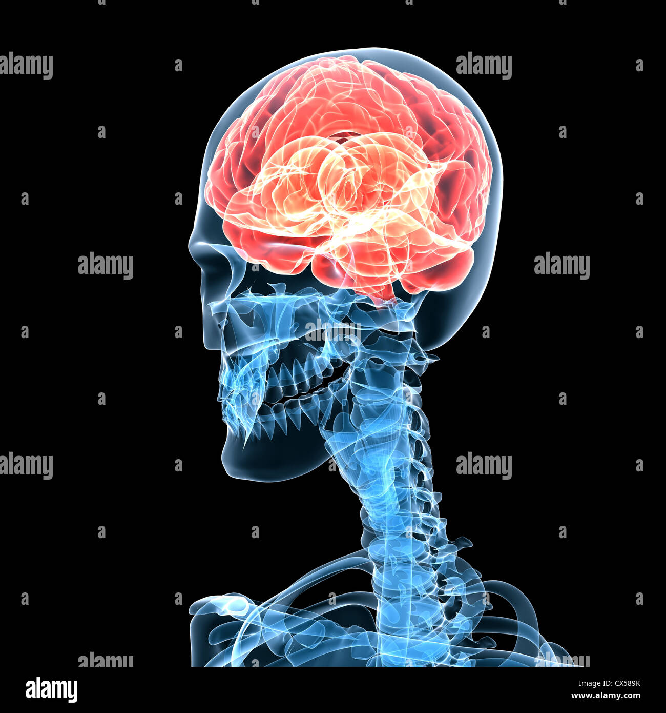 Anatomia del cervello e della testa immagini e fotografie stock ad alta ...