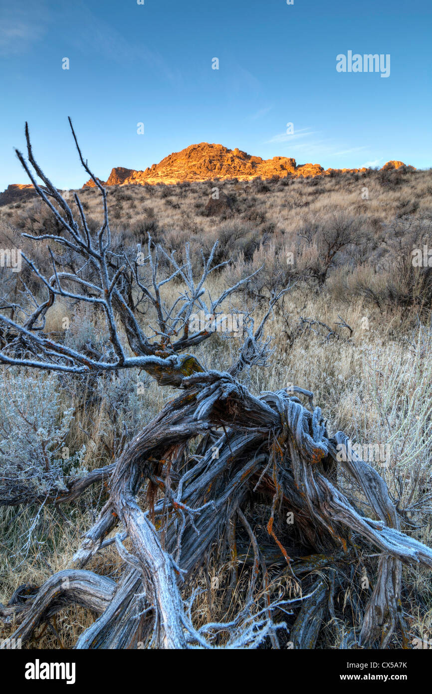 Squaw bush immagini e fotografie stock ad alta risoluzione - Alamy