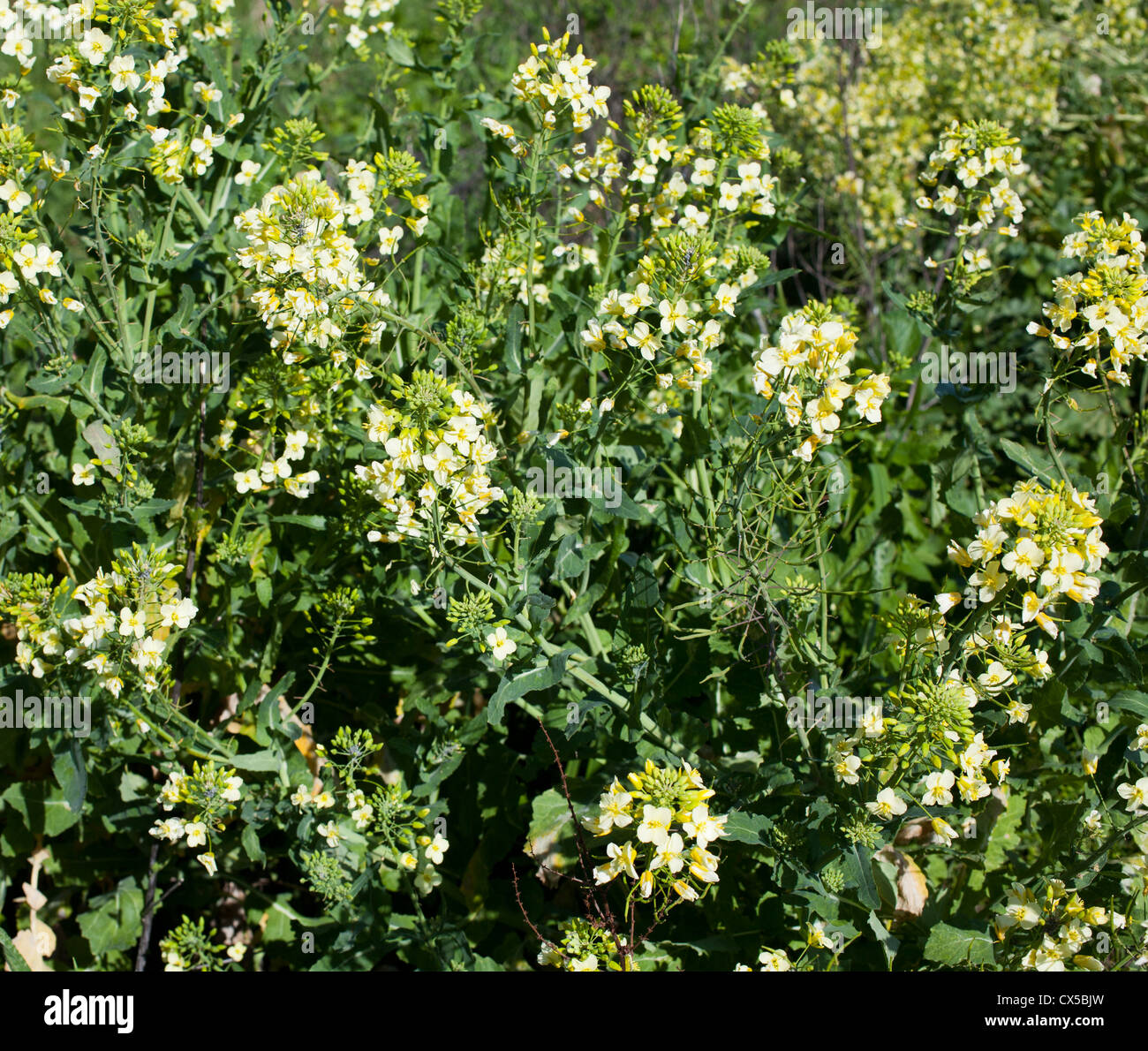 Rapa selvatica immagini e fotografie stock ad alta risoluzione - Alamy
