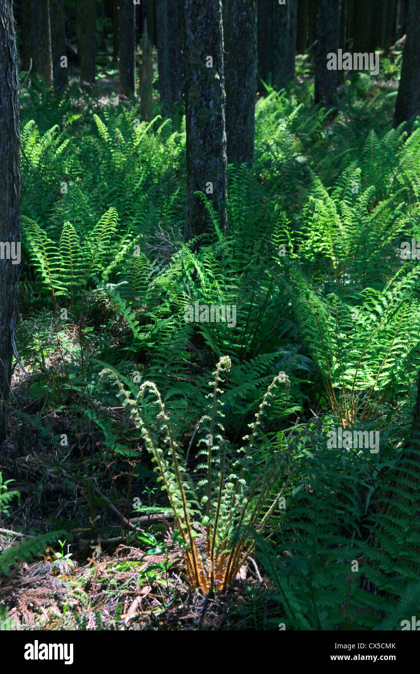 Foresta di sugi immagini e fotografie stock ad alta risoluzione - Alamy