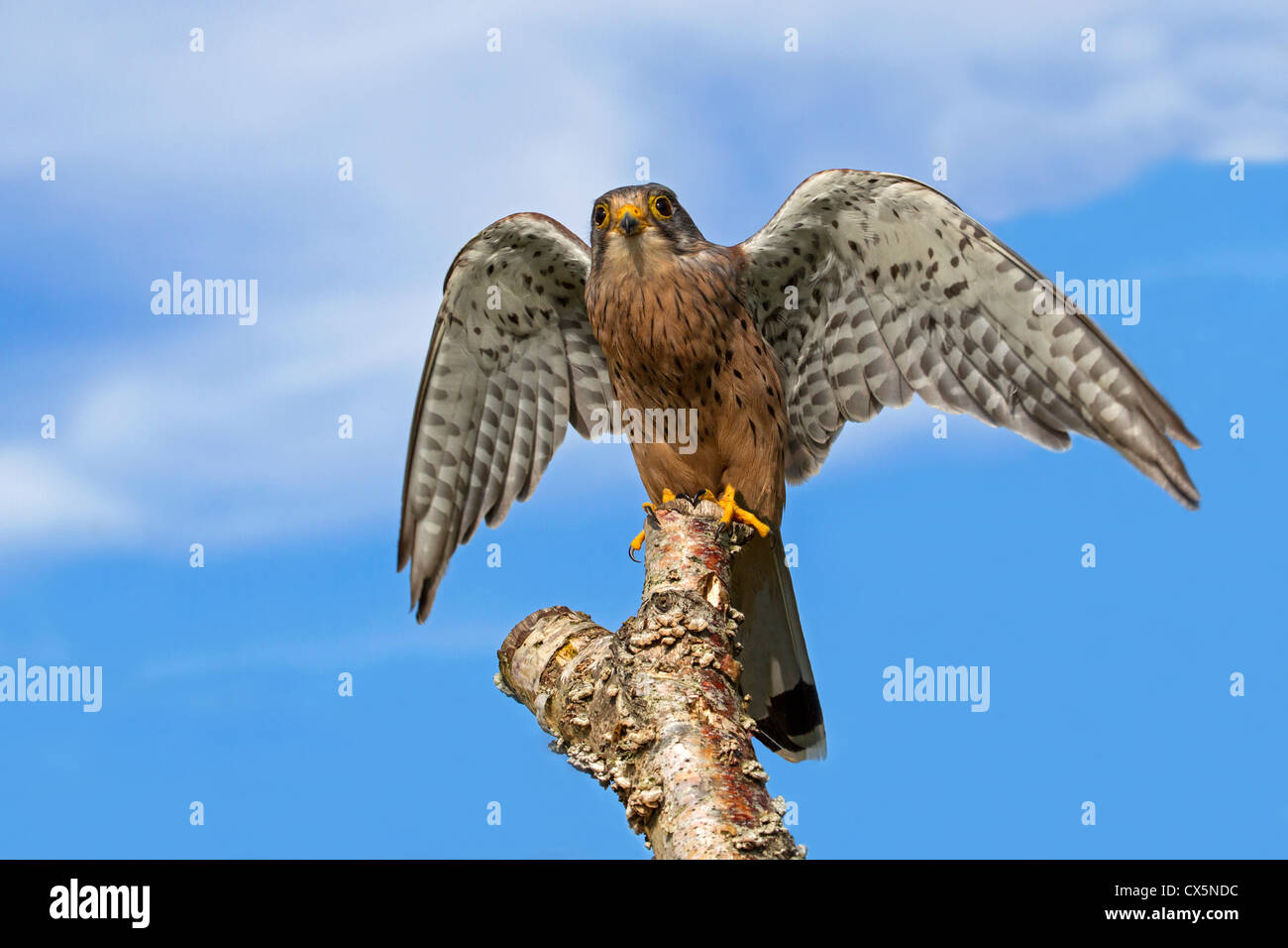 Falco tinnuncolo maschio immagini e fotografie stock ad alta ...