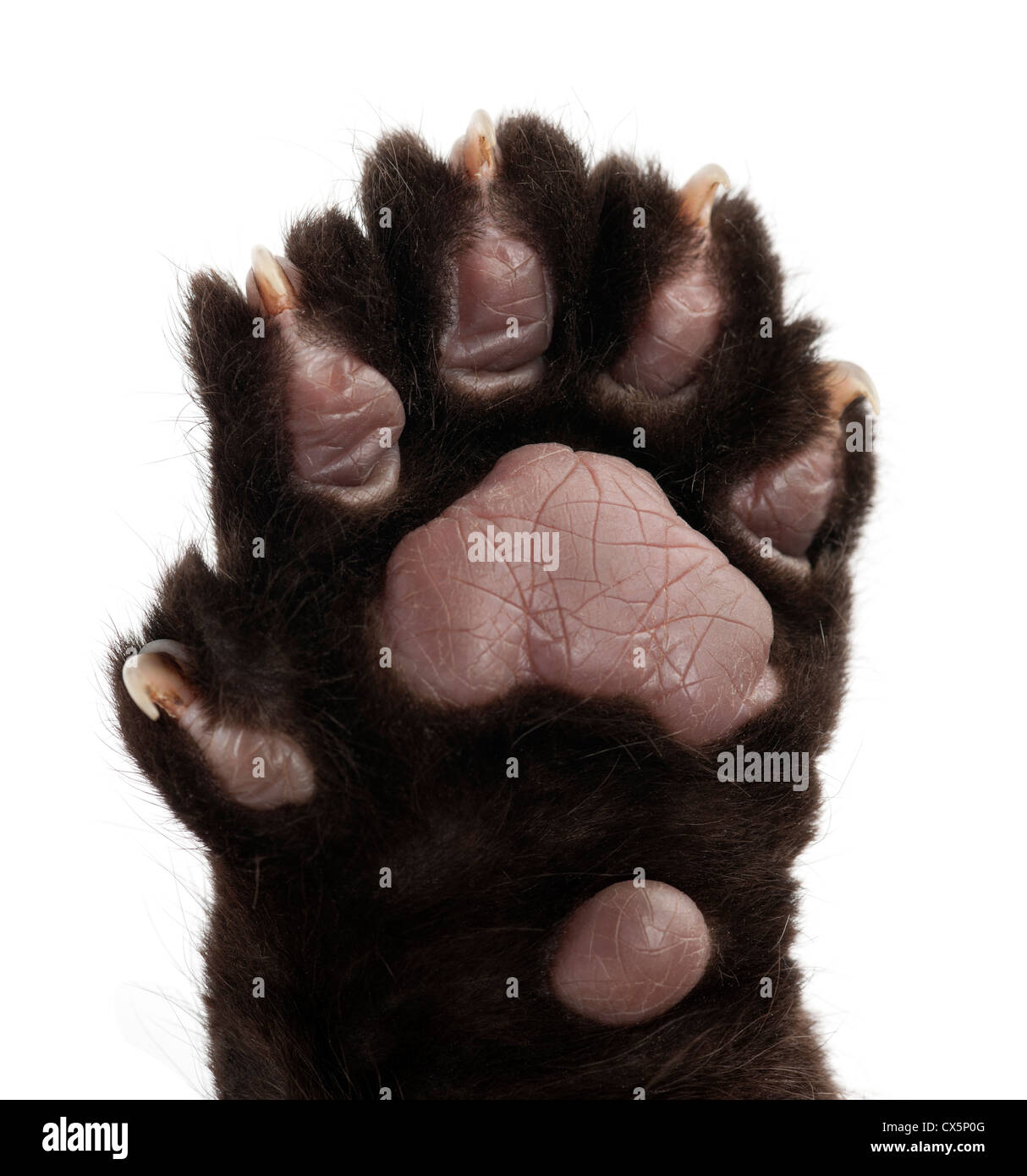 Close up black jaguar panthera onca immagini e fotografie stock ad alta ...