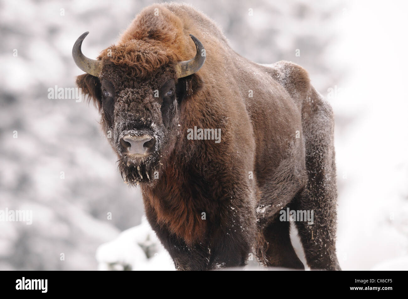 Teste di bisonte immagini e fotografie stock ad alta risoluzione - Alamy